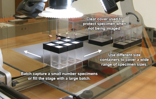 High Volume Entomology Specimen Imaging – GIGAmacro