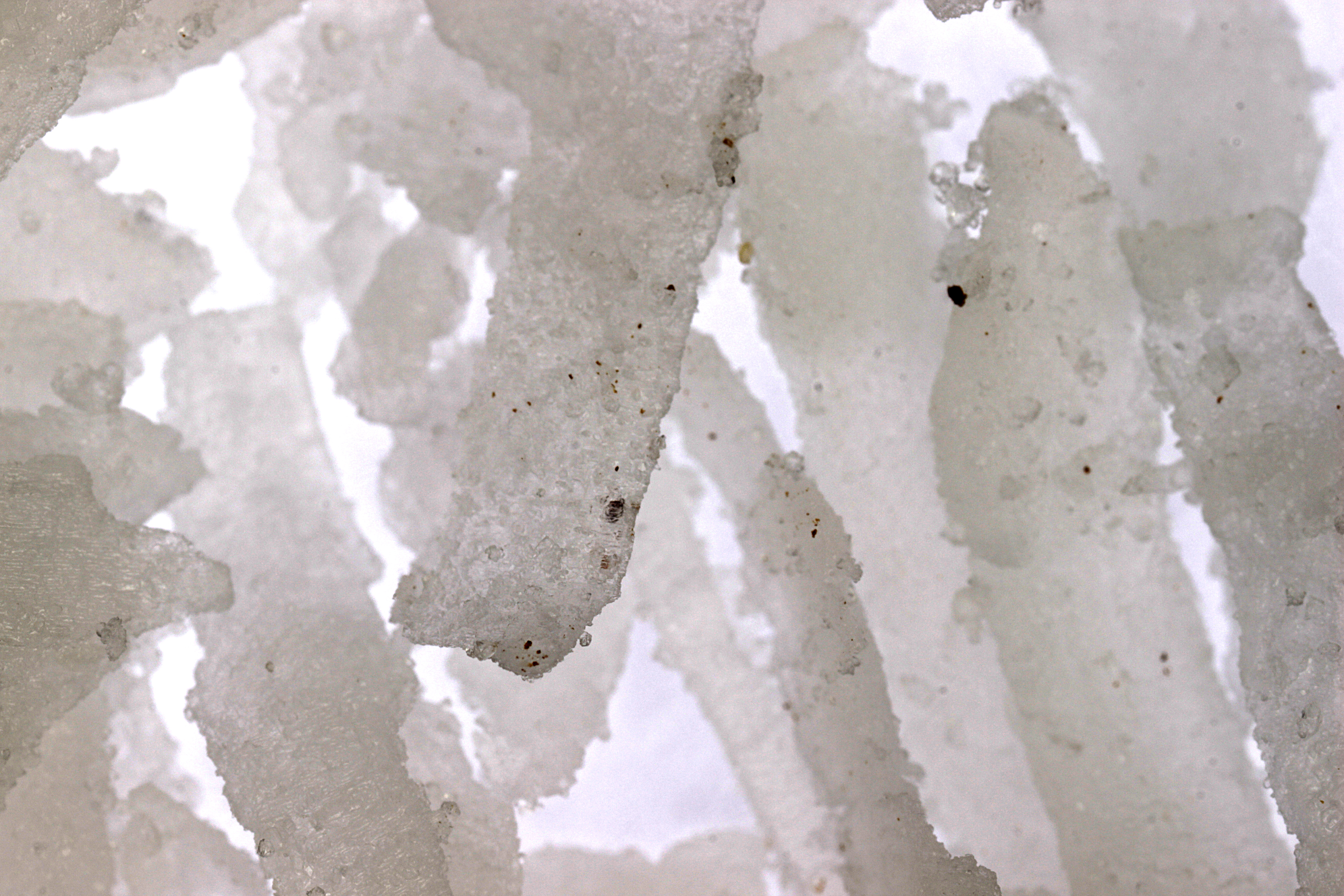 World's First Terapixel macro image