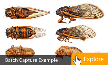 Entomology Digitization for Collections, Research, and Education ...