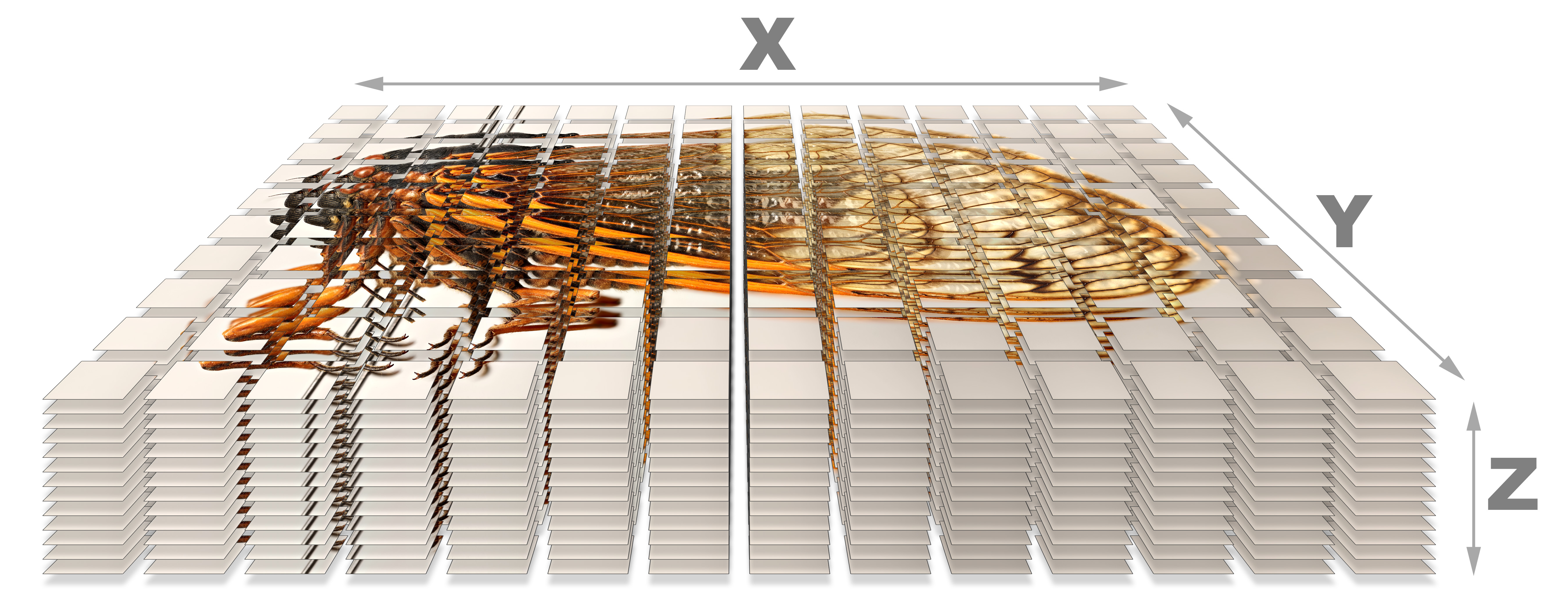 How to Make Gigapixel Macro Images – GIGAmacro